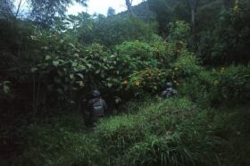 The First Harvest of 1 Million Hectares of Rice Successfully Held in ...